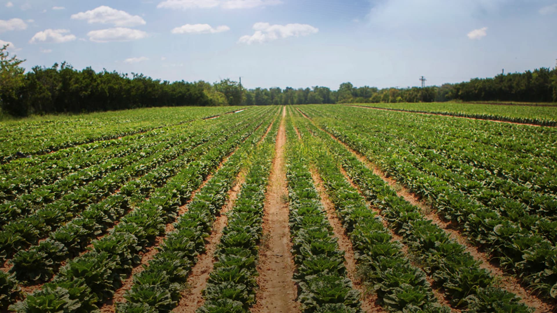 Eat Local Think Global