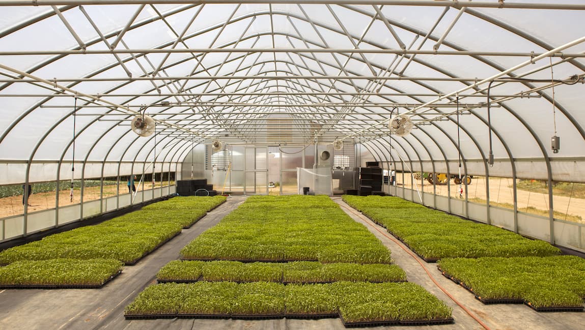 Eat Local Think Global