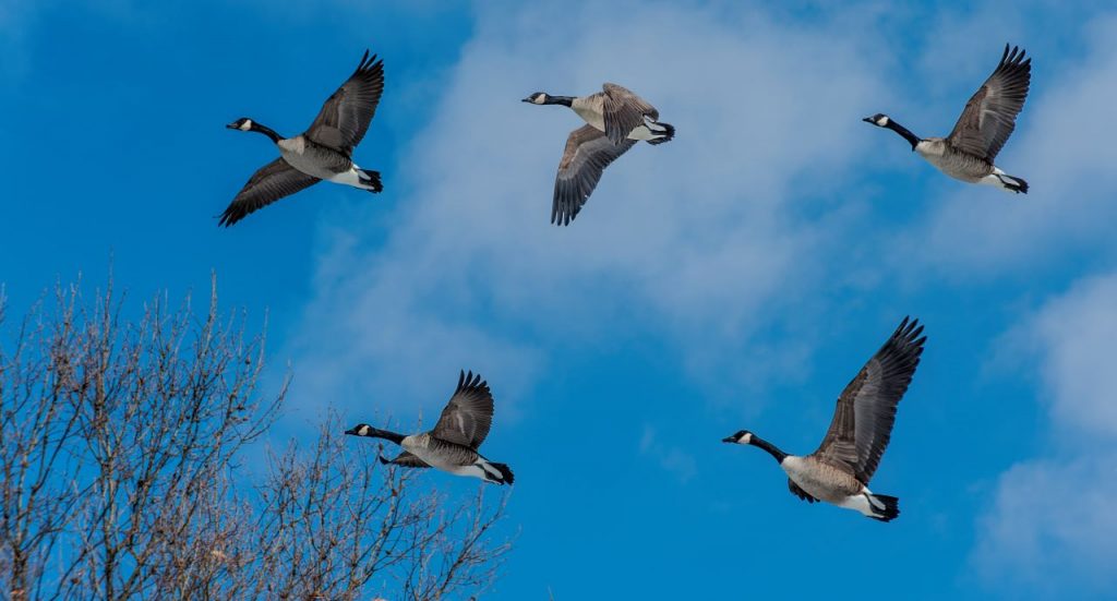 The Best of Life on the Eastern Shore: A Trip Planner for Waterfowl ...