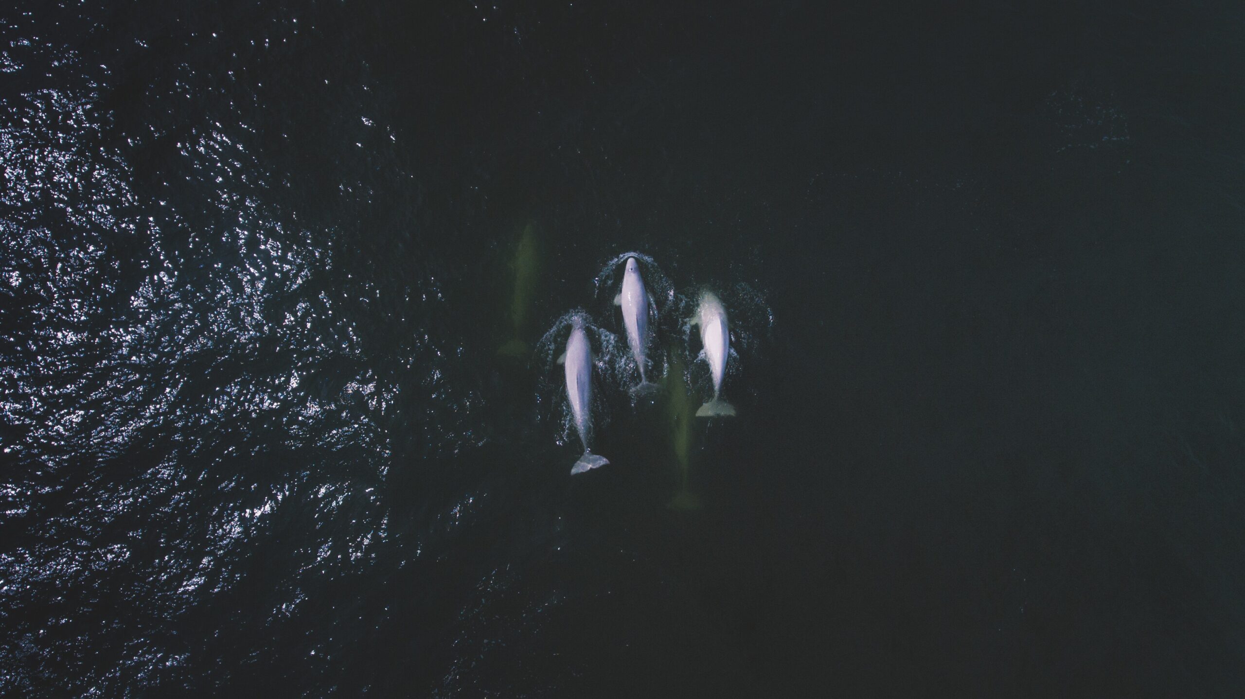 Close encounters with orcas