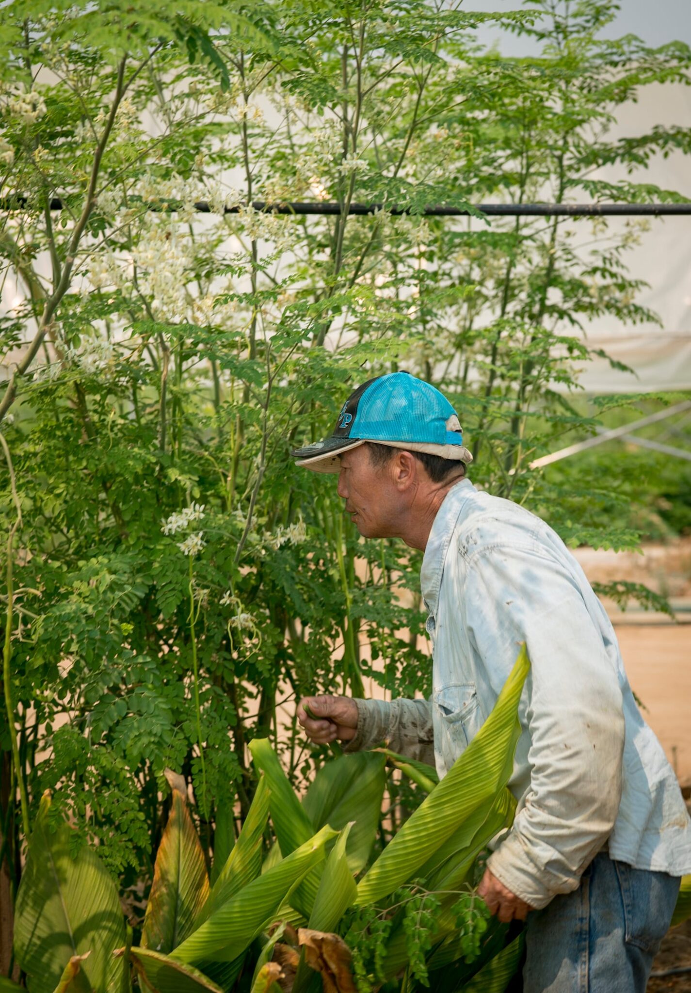 Moringa, the next superfood?