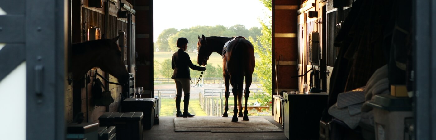 How horses help humans heal and thrive